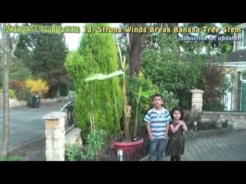 Strong Winds and Banana Trees (13)