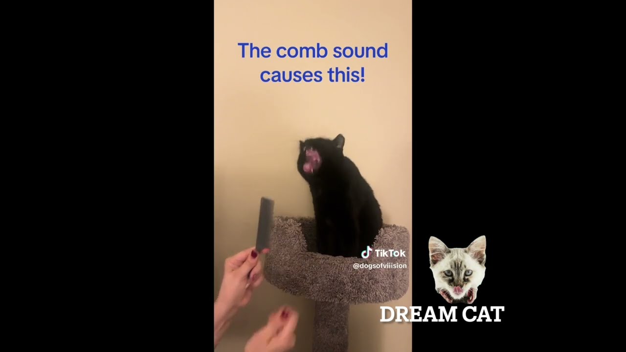TikTok Cats: Comb Challenge Reactions | Gagging with Long Tongues | Funny Cat Video 2025