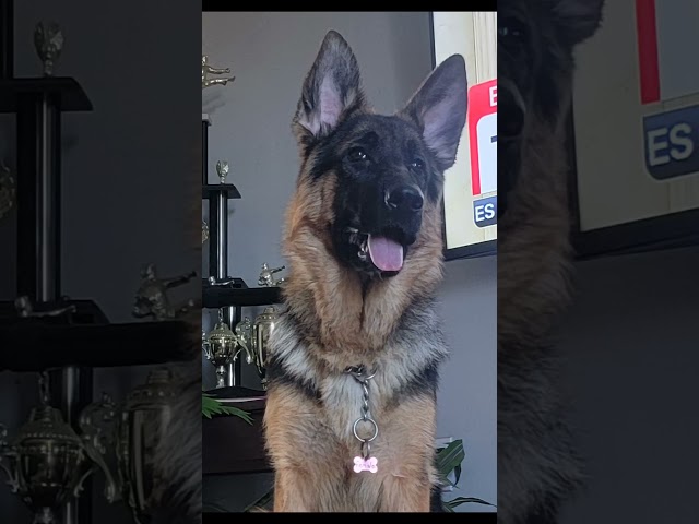 Perfect CKC German Shepherd | Dogs & Puppies for Rehoming | Hamilton ...