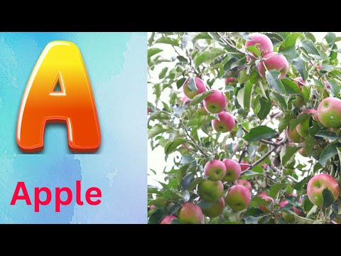ABC Phonics Song | Alphabet letter sounds | ABC learning for toddlers | Education ABC Nursery Rhymes