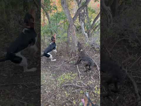 Smoke is the brindle dog, treeing on his first lion in the fall! #fallleaves #hound #dog #smoke