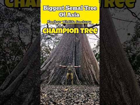 Champion Tree | Biggest Semal Tree Of Asia | Tiger Territory | Nandhaur Wildlife Sanctuary