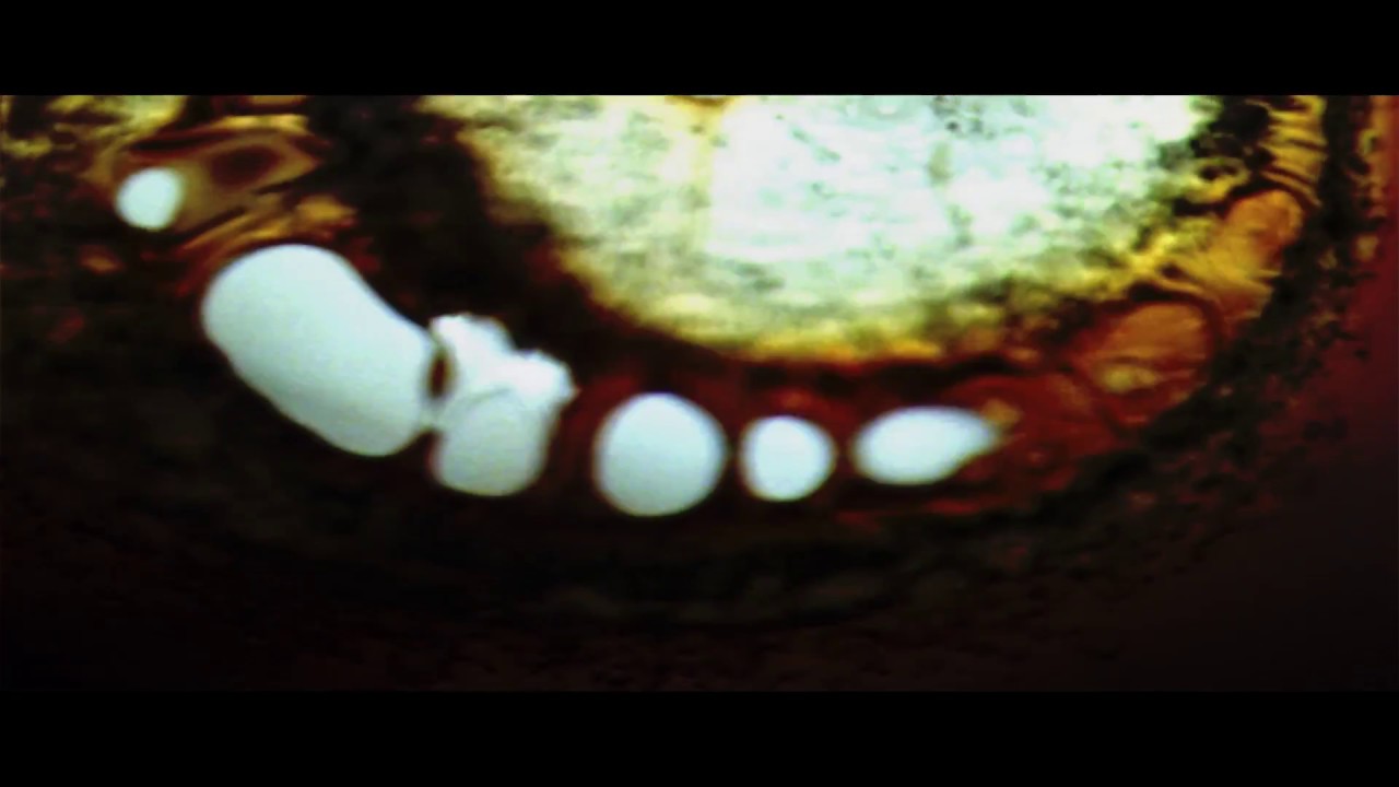 Grindhouse Film Reel Burn [TEST] - No Plugins!