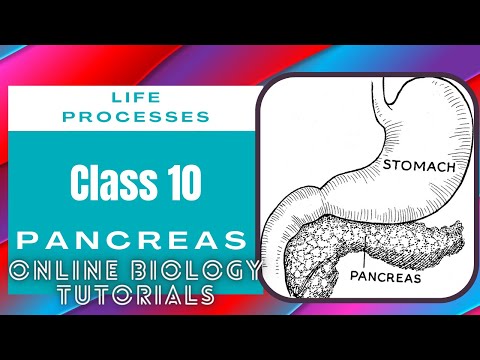 Life Processes Class 10 Science Biology I Role of Pancreas in Digestion