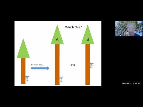 Primary Growth A - Meristems and Buds