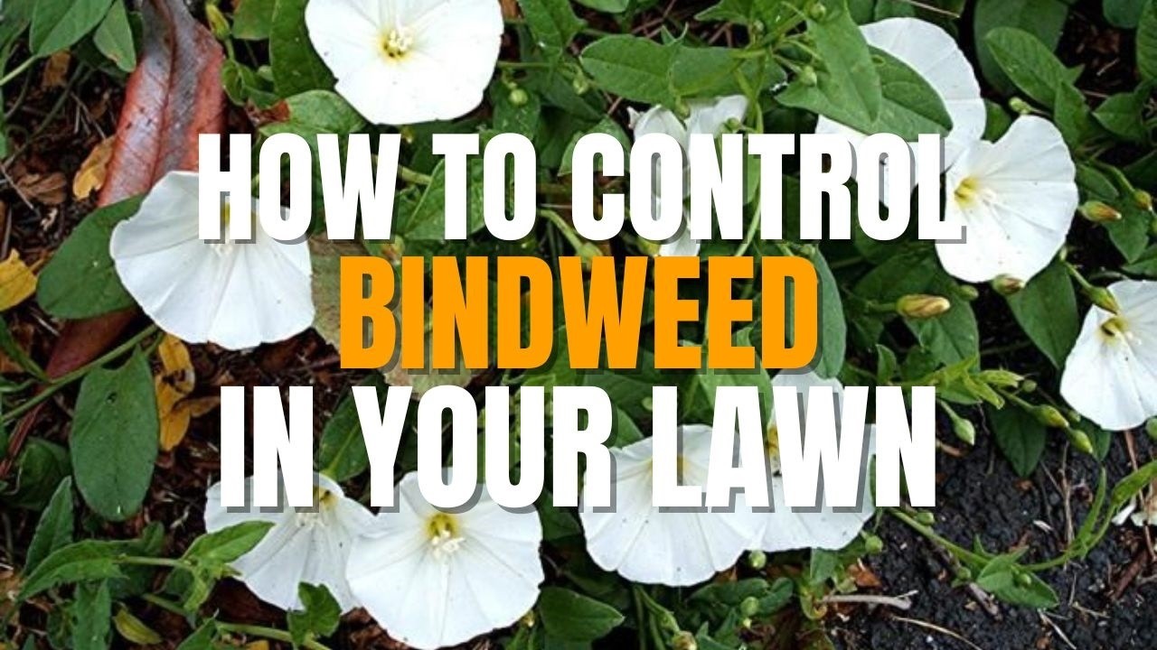 How to Control Bindweed In Grass | Nature's Most Stubborn Weed