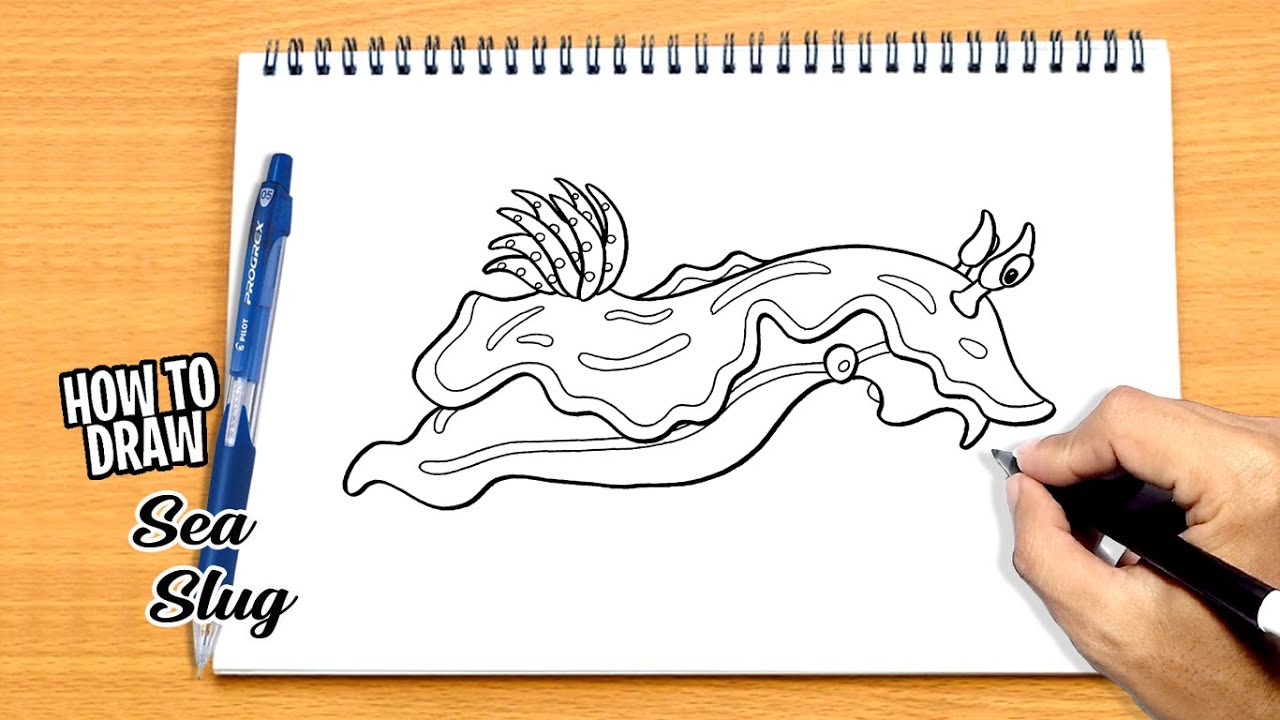 How to draw Sea Slug