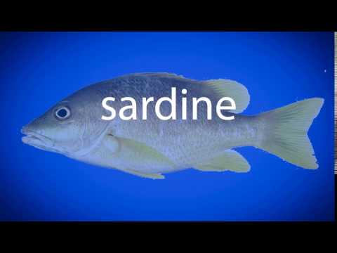 How to pronounce sardine
