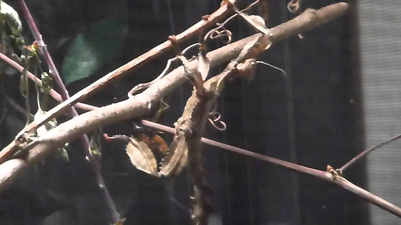 Keeping Giant Prickly Stick Insects as Pets