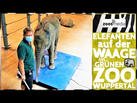 Zoo Wuppertal: ELEFANTEN wiegen 🐘 | zoos.media