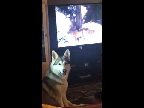 Omega Wolf learns to became Alpha Wolf