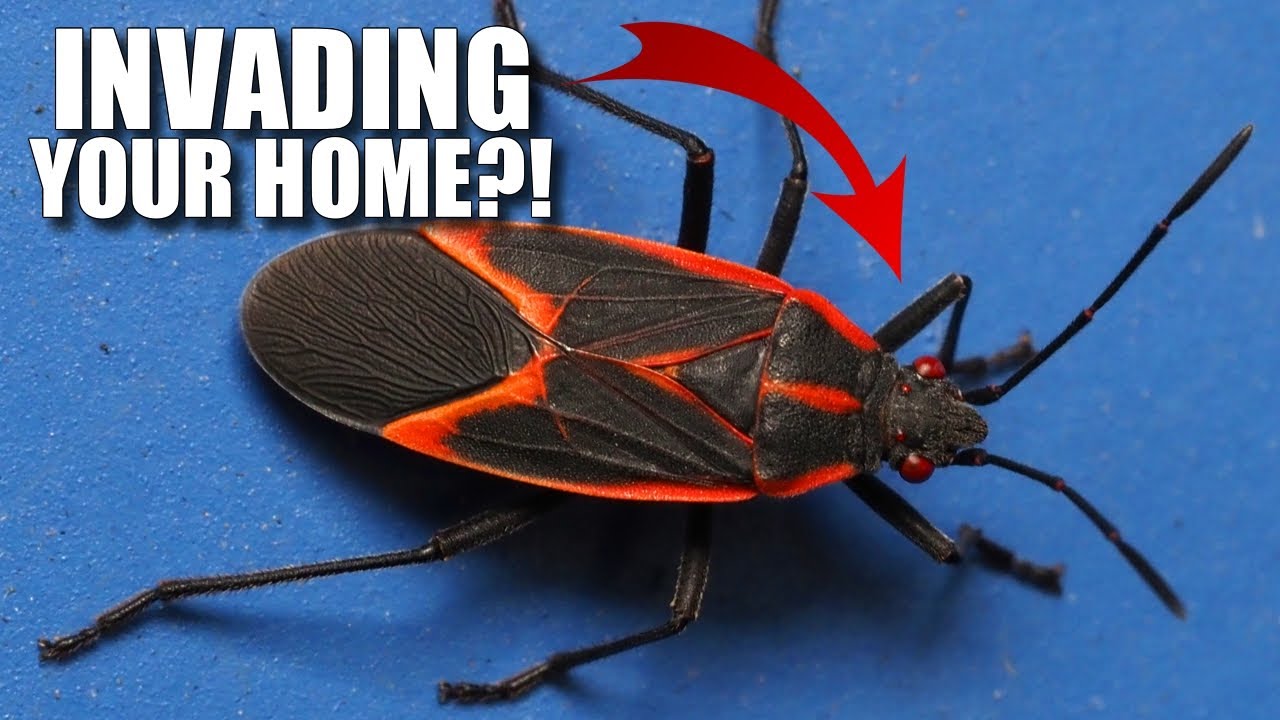 Boxelder Bug Facts: the MAPLE BUG 🍁 Animal Fact Files