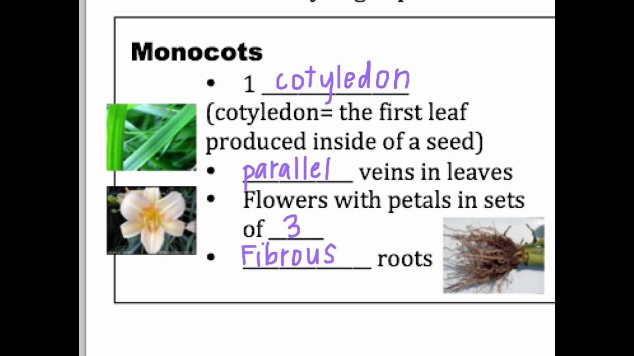 Classifying Plants