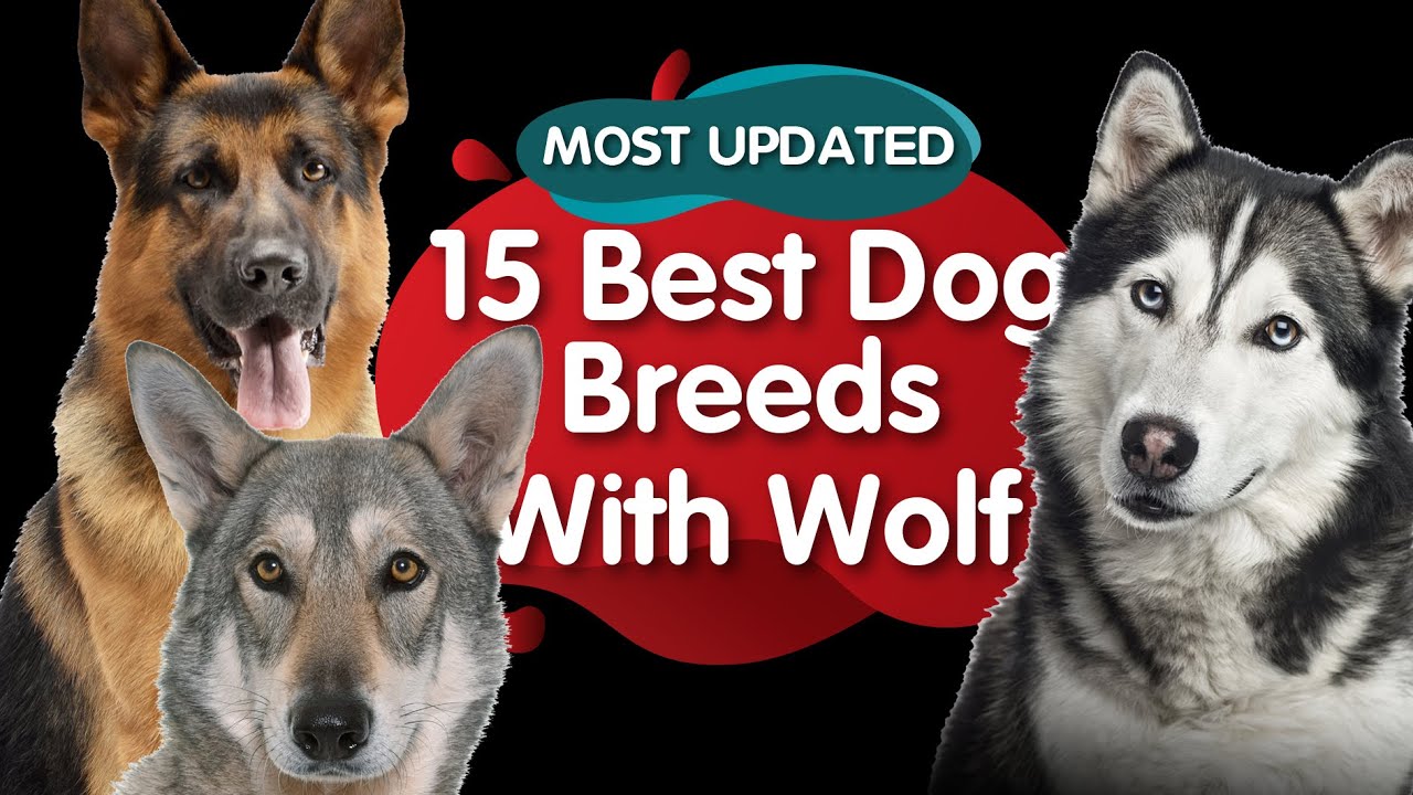 Top 15 Best Dog Breeds with Wolf (SHOCKING TRUTH)