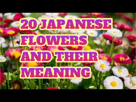 Flowers in japan their meaning