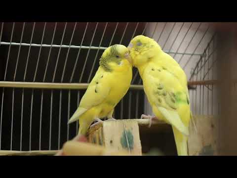 Birds Rhymes in English with Lyrics I Birds song for kid @ Engrtariqyt