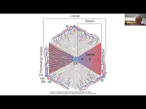 A Review of Normal Anatomy - Professor Martin Hale