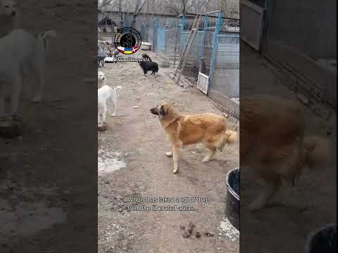 Dog shelter in Kiev with MORE than 1000 dogs - ANIMAL RESCUE UKRAINE