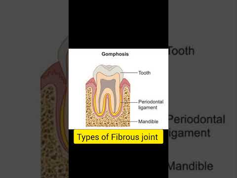 types of Fibrous joint