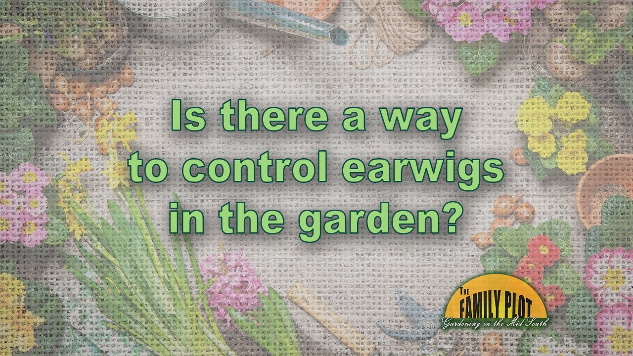 How do I control earwigs in the garden?