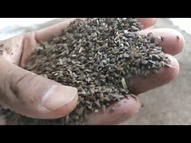 Herbal Seeds - Solanum Nigrum - Makoi Dana - Makoy Fruits - Nighthade ...