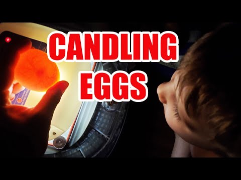 First Time Candling Eggs Day 6-7 | Social Distancing #stayhome