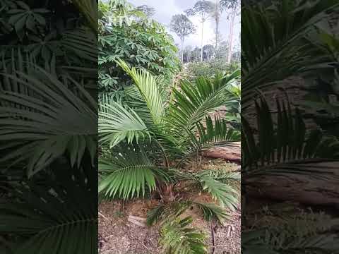Bisa ditanam disemua jenis lahan || bibit sawit pelepah pendek terbaik yang pernah ada #sawit
