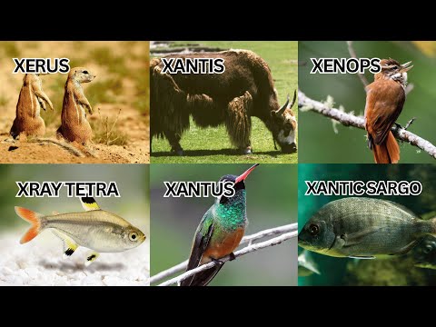 Xtraordinary Xlings: 10 Baby Animals Starting with 'X' for Kids