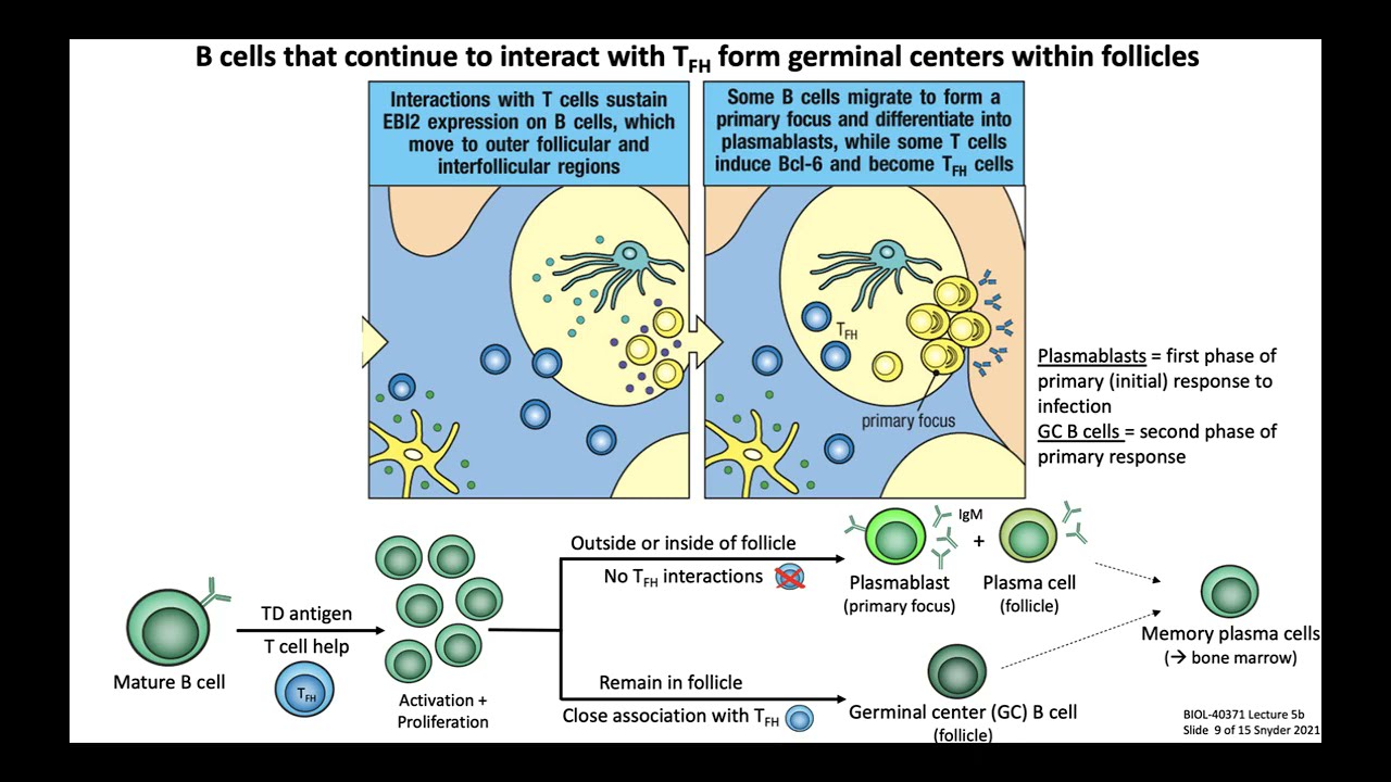 Understanding B Cell Signaling and Activation: A Deep Dive into ...