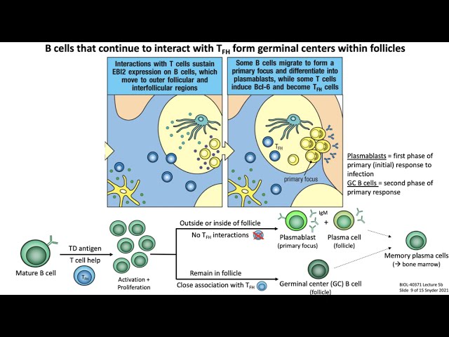 Understanding B Cell Signaling and Activation: A Deep Dive into ...