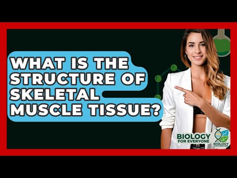 What Is The Structure Of Skeletal Muscle Tissue? - Biology For Everyone