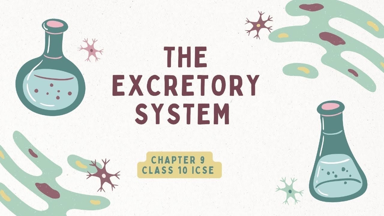 THE EXCRETORY SYSTEM   CHAPTER 9 CLASS 10 ICSE