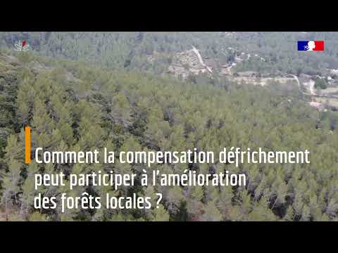 Compenser en soutenant les forêts locales