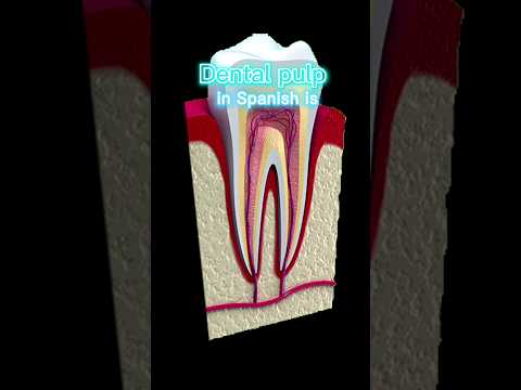 DENTAL PULP IN SPANISH | Medical Consecutive Interpreting