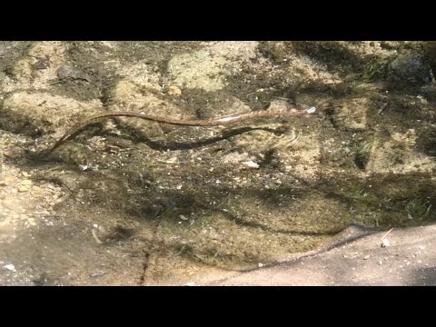 Snake swimming in shallow water | Roadtirement