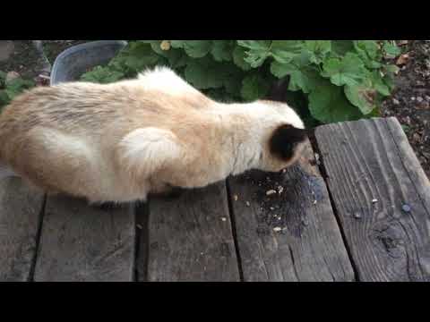FLUFFY CAT'S BAKERS DOZEN WITH FLUFFY, TINY ONE, TALKY, ORANGEY, PRETTY ONE & GREY