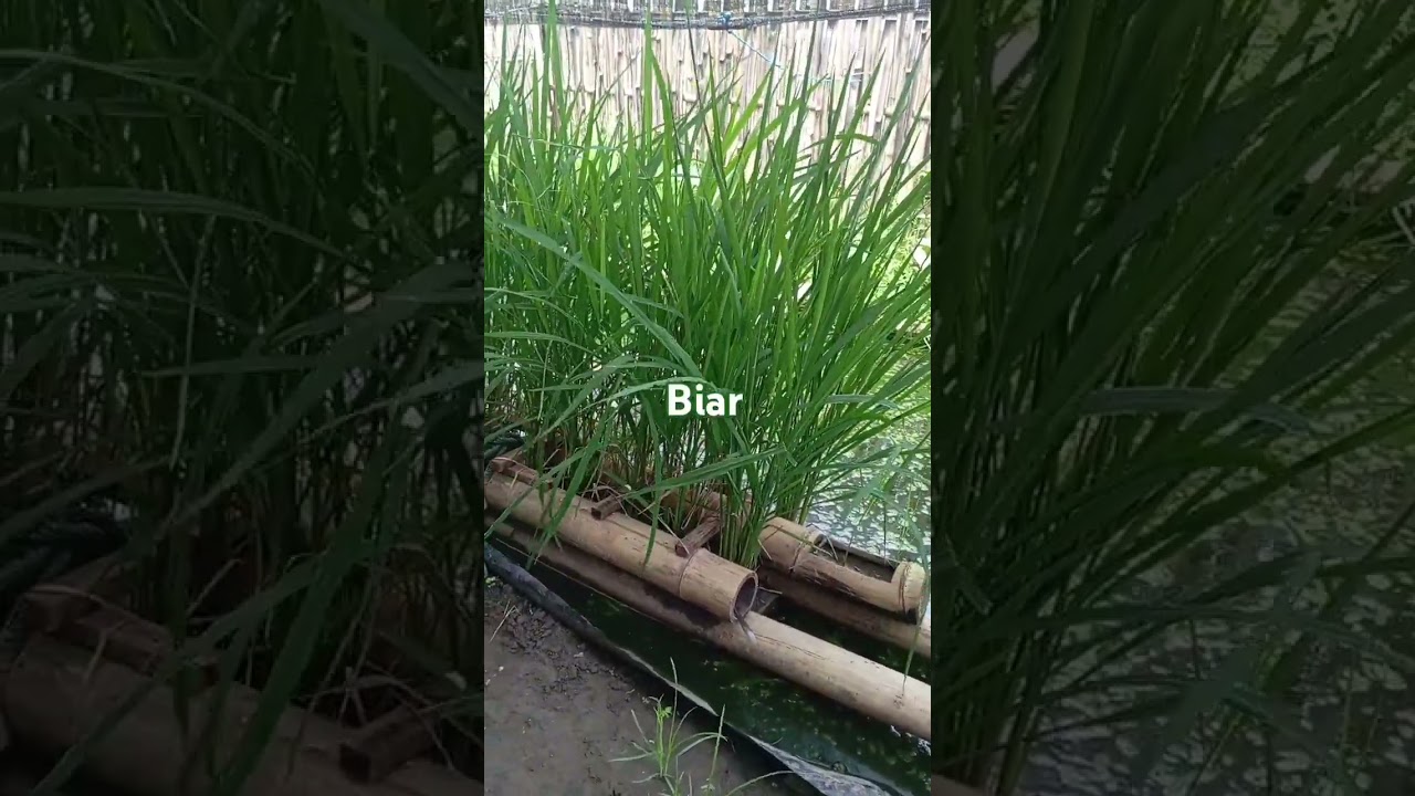 Biar#album ineillah#44293