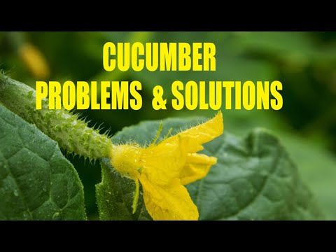 Cucumber Problems and solutions. Your questions, cucumber beetles, cucumber disease, No fruit.