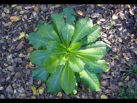 Dandelion Is Much More Than Just A Weed. The Reasons Will Surprise You