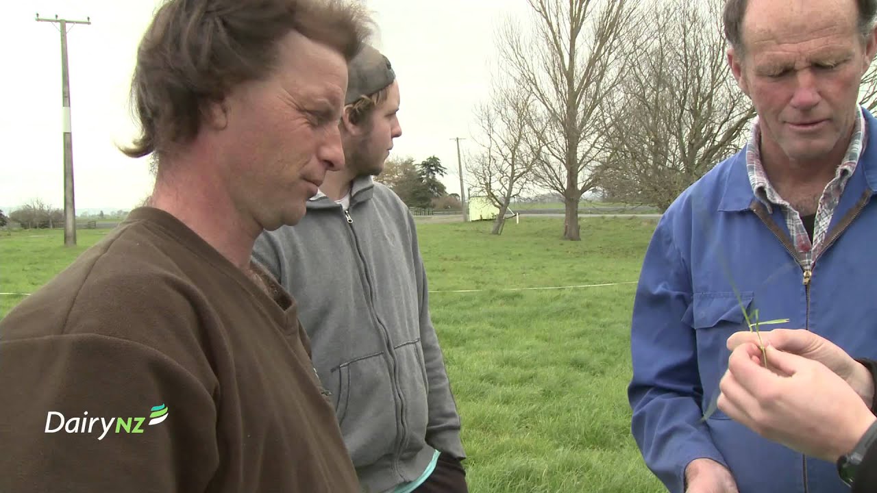 DairyNZ Feed Tactics Field Day
