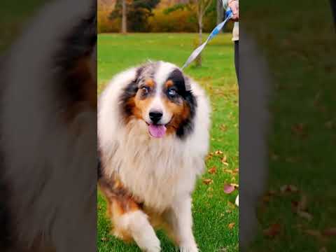 ‘Every dog is entitled to one bite,’ tribunal rules, denying woman $5K