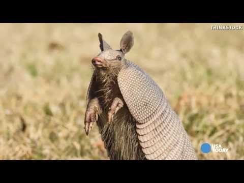 Floridians warned about leprosy-infected armadillos