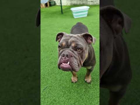 #bulldogs #shortsvideo #shorts #englishbulldog #meganreginaldsebastian #megans_angels #dogs #pets