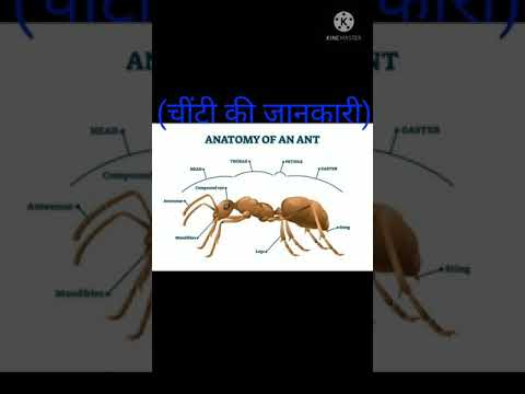 🙏(Ant details in hindi)🙏