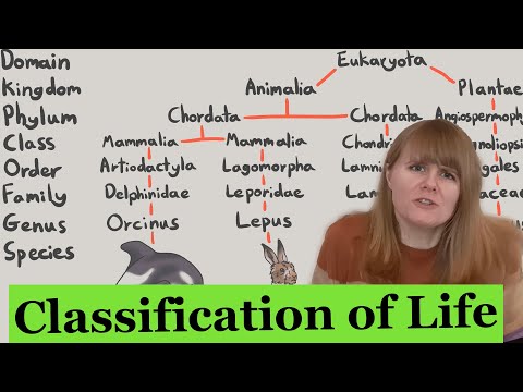 Classification of Life - Taxonomy Ranks, Binomial System and Species Cladogram | Scientific Concepts