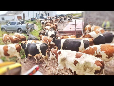 COWS in for their ANNUAL SERVICE!!! | The Hoof GP