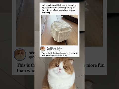#story #cat#shorts#pets#memes