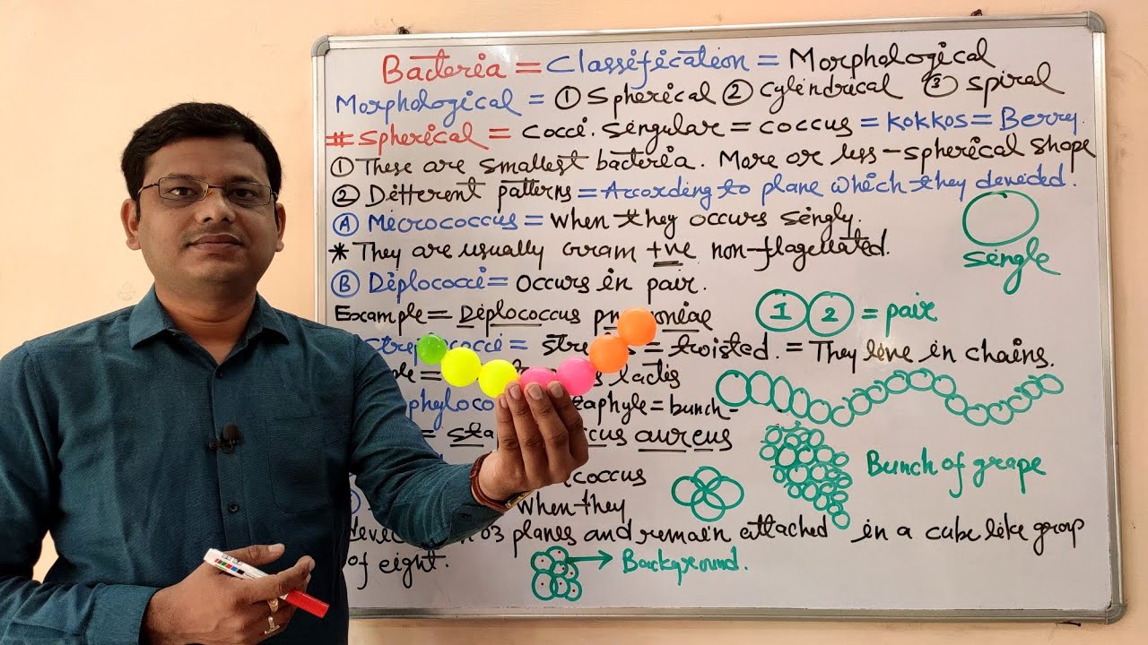 Microbiology 13 =  Morphology of Bacteria | Morphological Classification of Bacteria | Bacteria