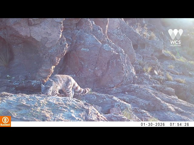 Fantasma dos Andes: espécie rara e ameaçada reaparece na Argentina