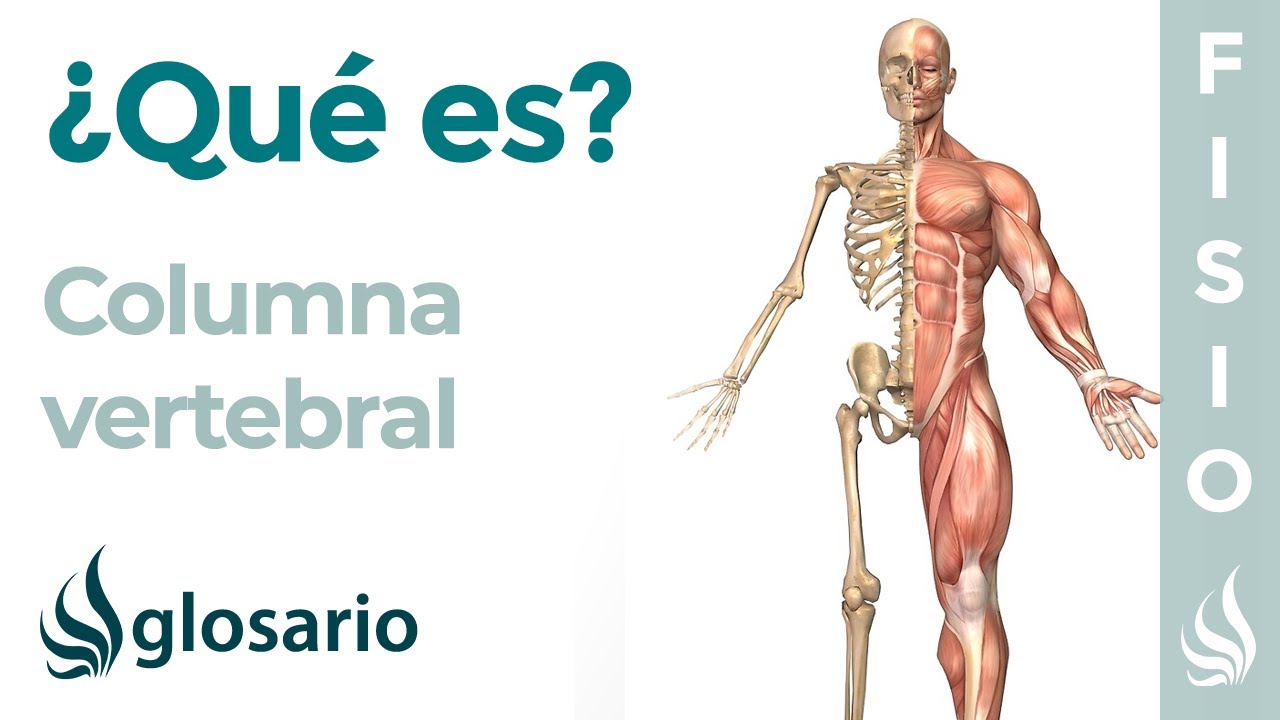 COLUMNA VERTEBRAL | Qué es, dónde se encuentra, cuál es su función y lesiones